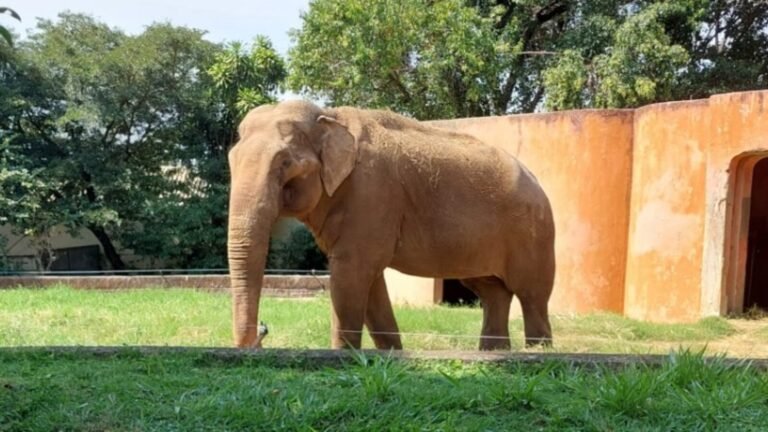 Justiça determina transferência transferência do elefante Sandro, do ...
